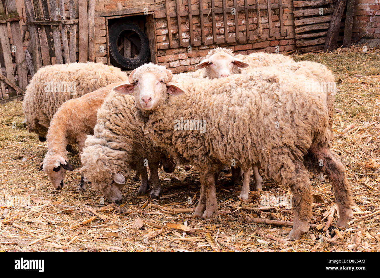 Angry ram looking at camera Stock Photo - Alamy