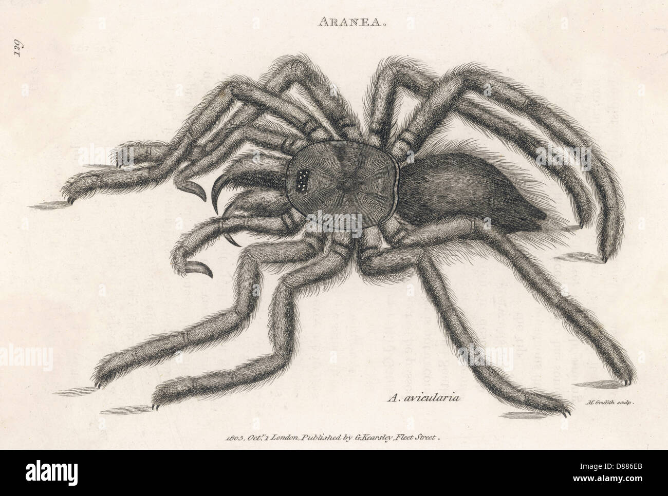 Bird catching spider hi-res stock photography and images - Alamy