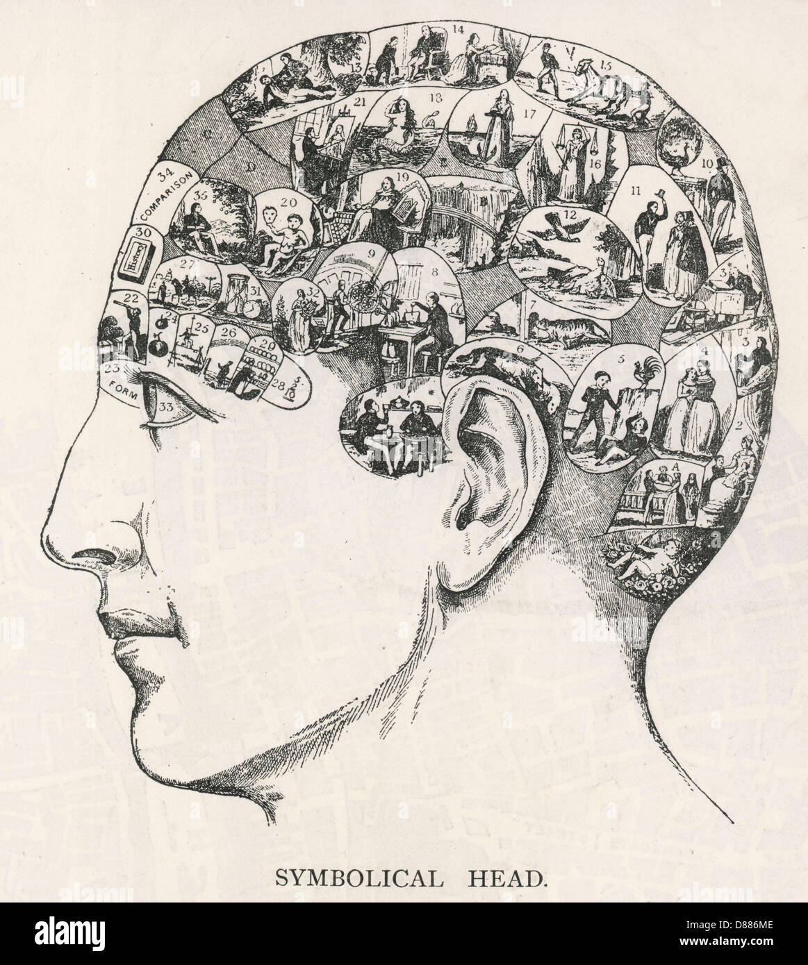 Phrenology hi-res stock photography and images - Alamy