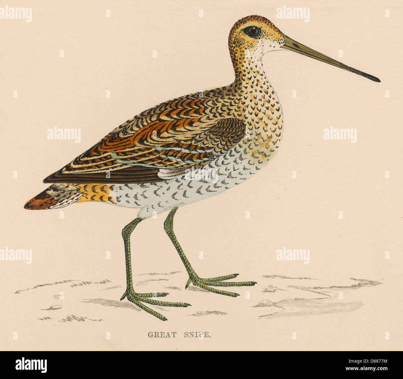 Solitary or great snipe hi-res stock photography and images - Alamy