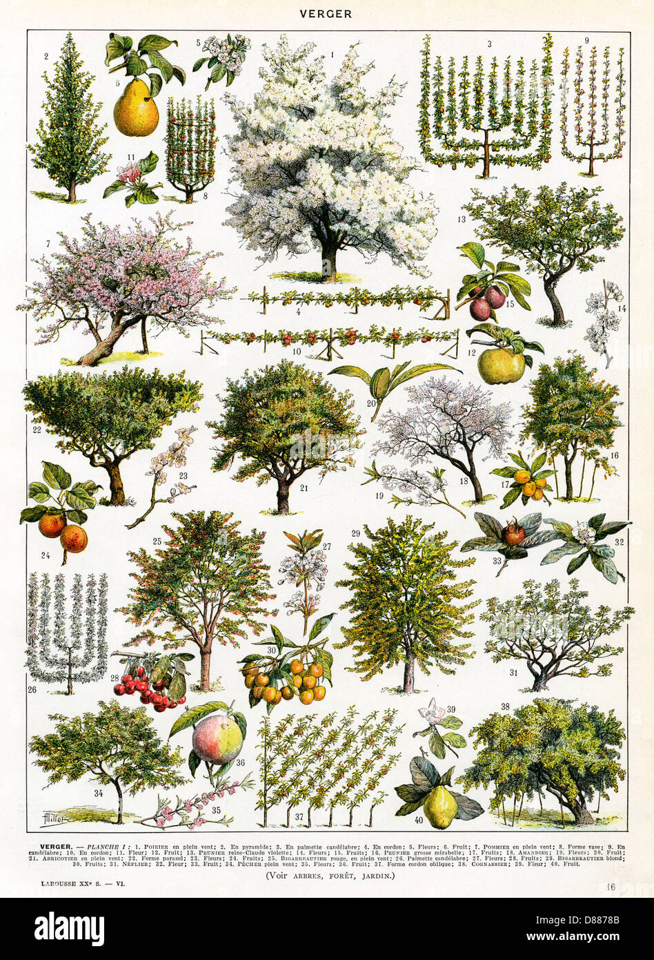 Trees - Orchard Trees Stock Photo - Alamy