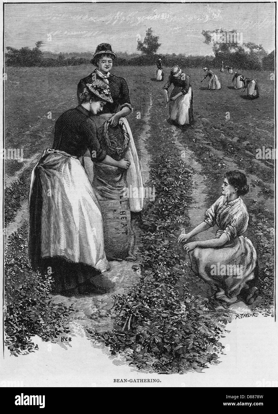 Farm Girls Harvesting Stock Photo - Alamy