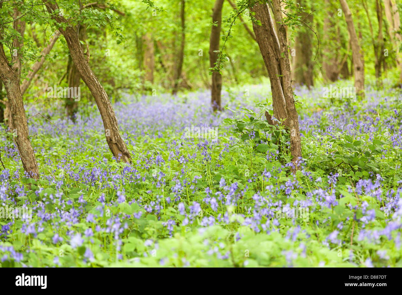 English bluebells (Hyacinthoides non-scripta) in woodland with fresh ...
