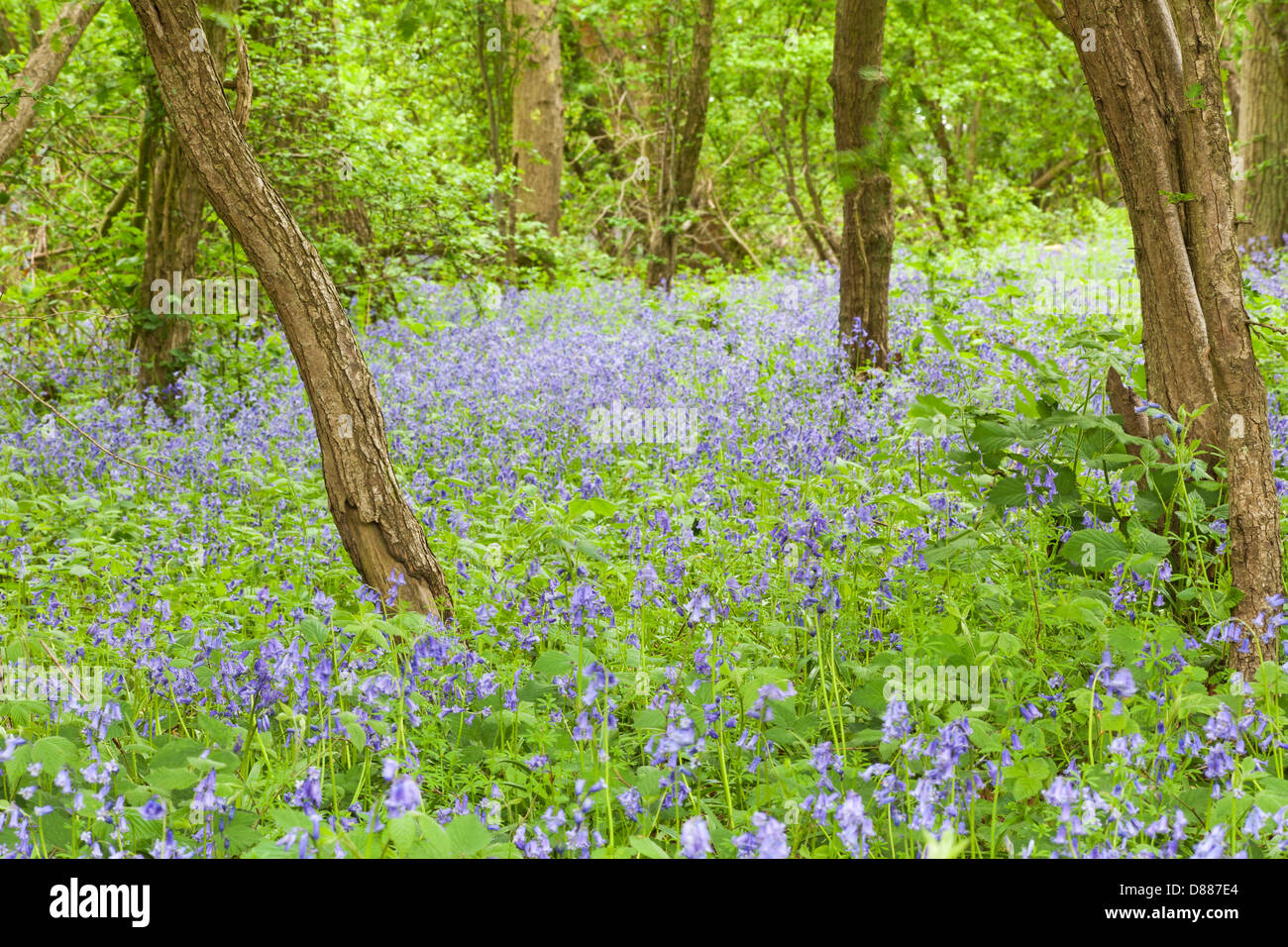 English bluebells (Hyacinthoides non-scripta) in woodland with fresh ...