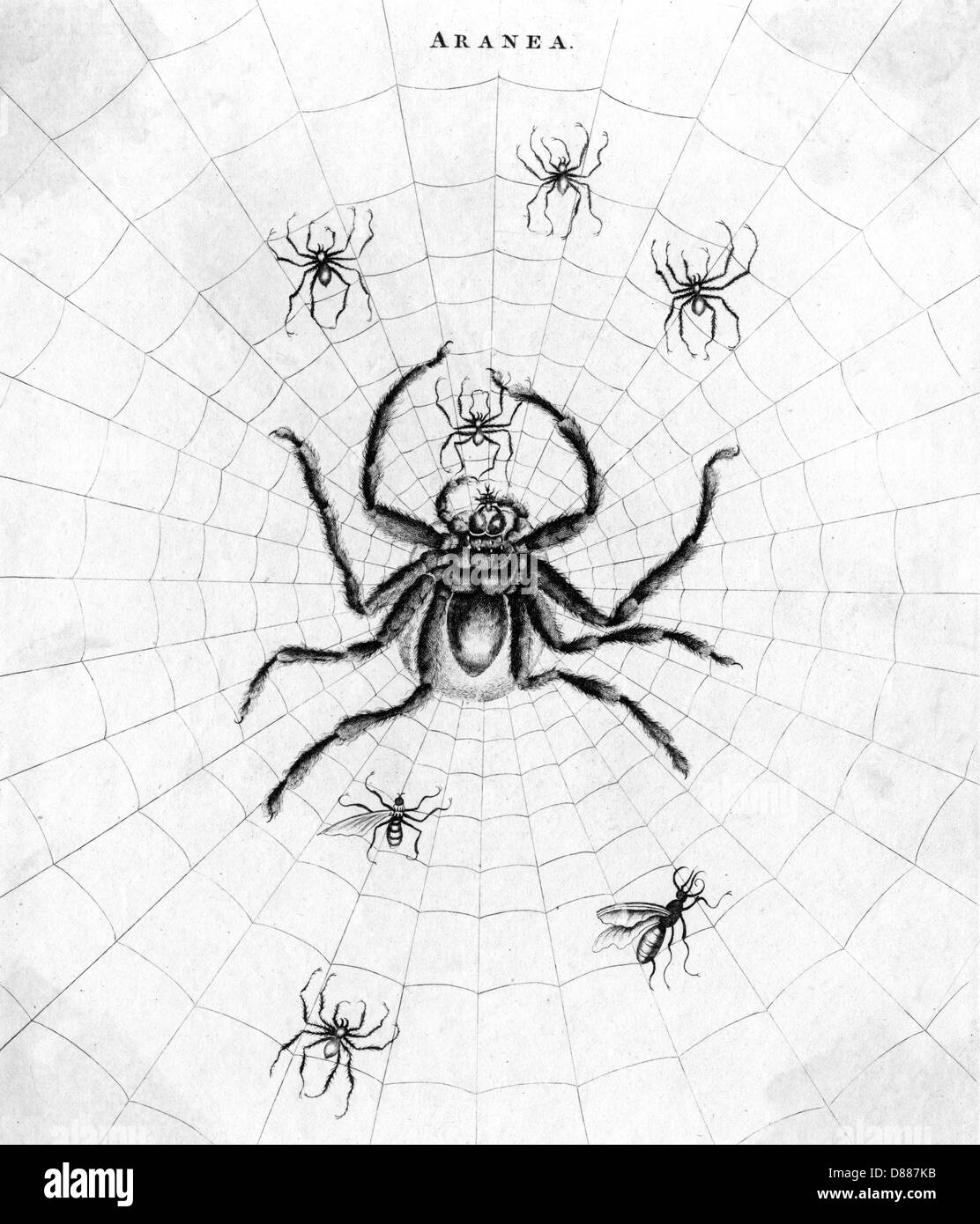 Barbary Spider in its web Stock Photo - Alamy