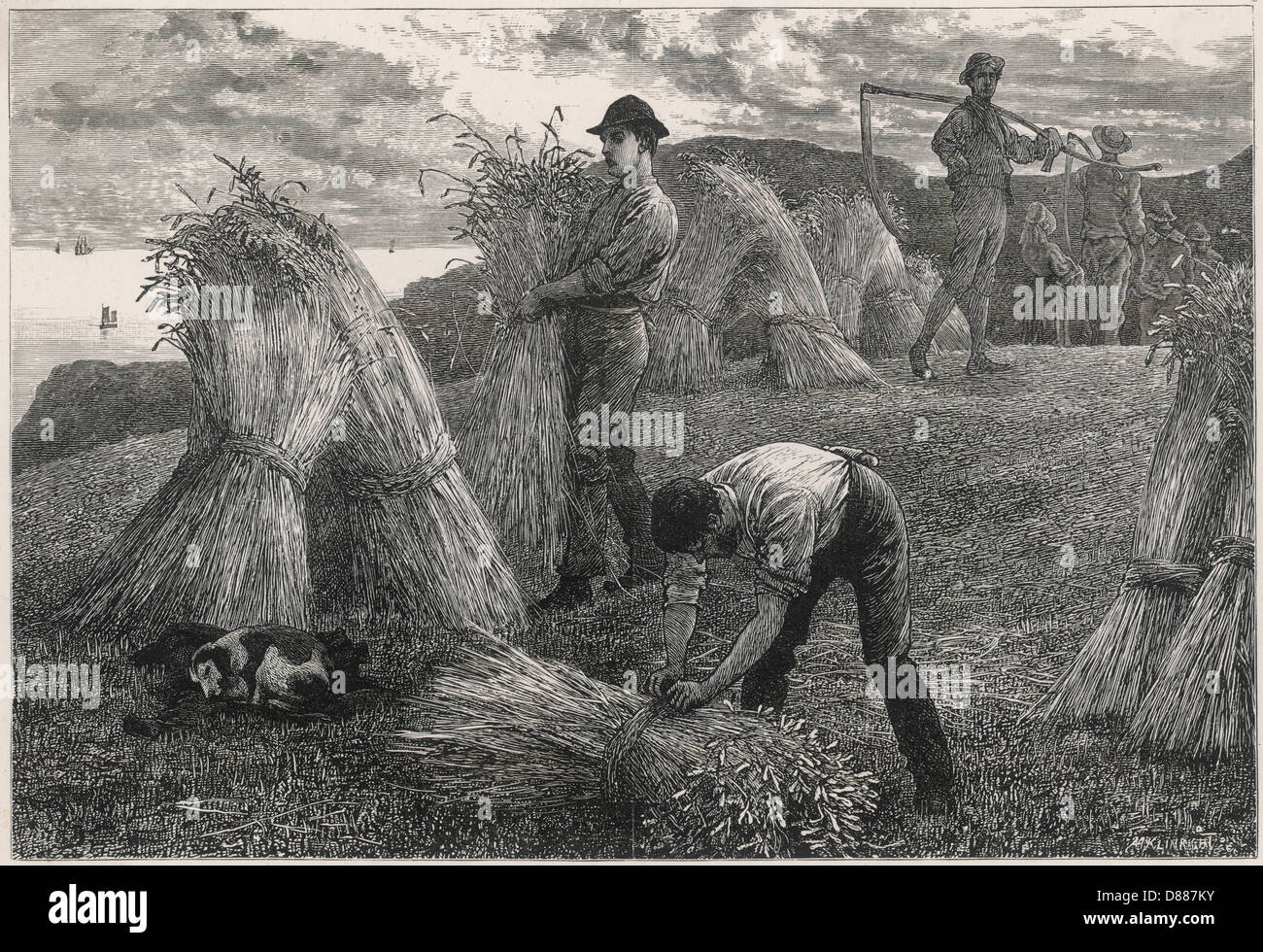Sheaves of corn hi-res stock photography and images - Alamy