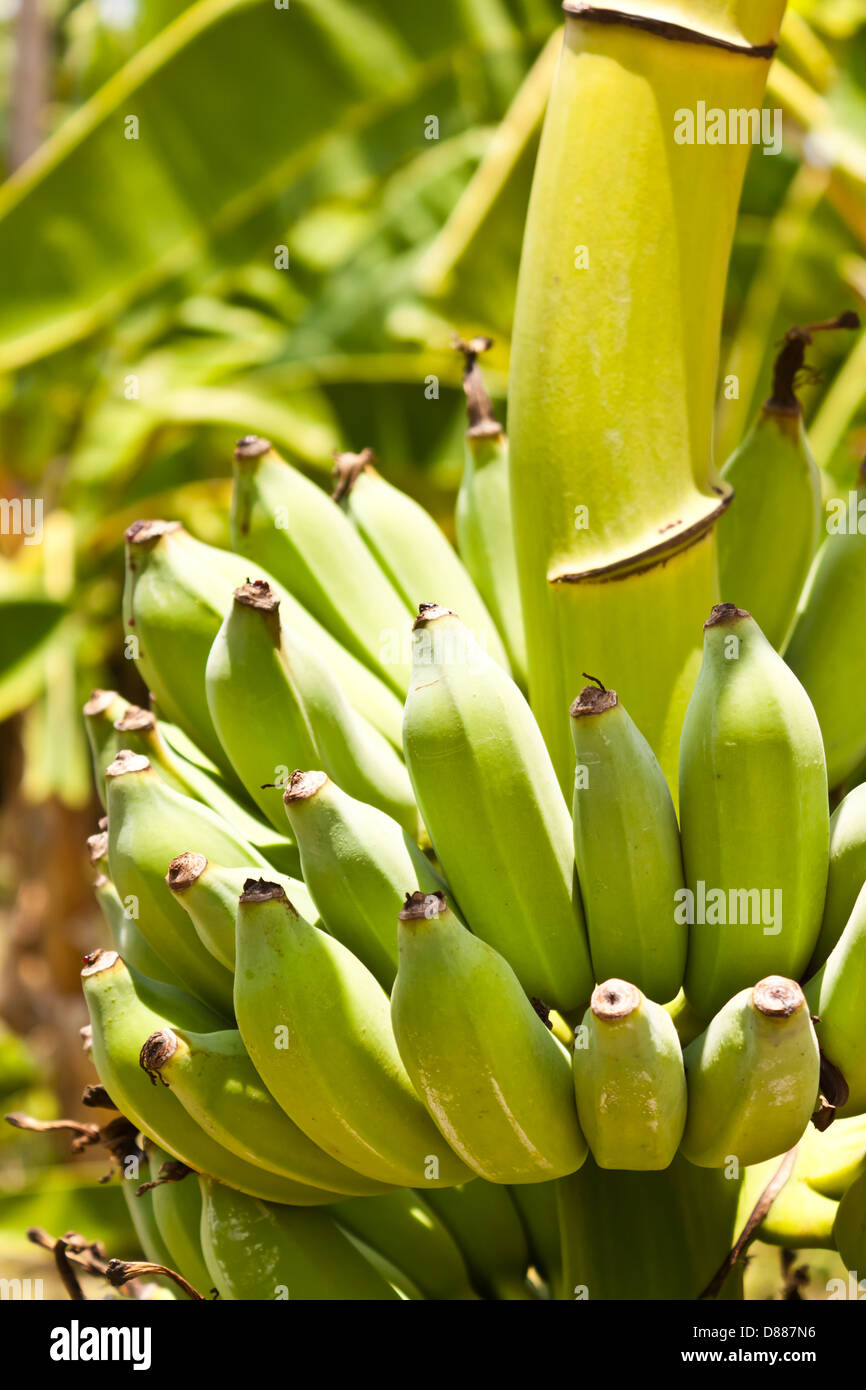 Raw banana hi-res stock photography and images - Alamy