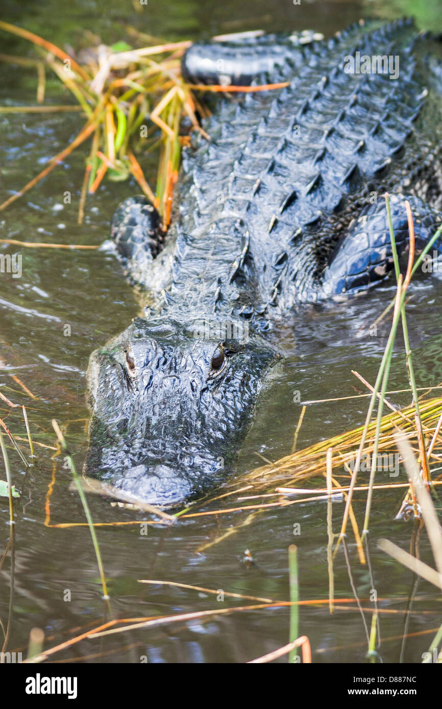 Florida State Reptile Alligator