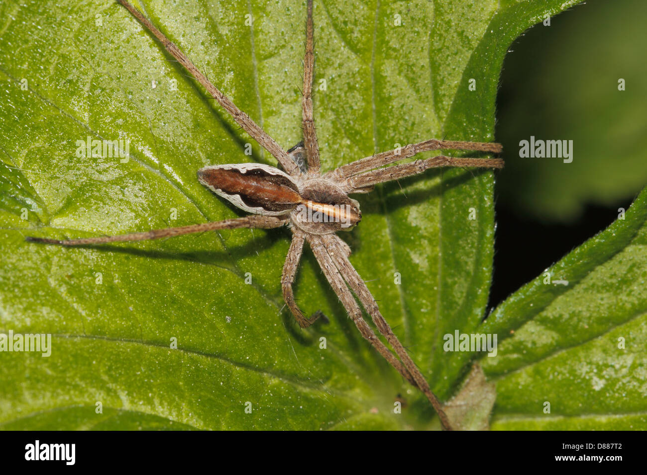 Nursery web spider (Pisaura mirabilis Stock Photo - Alamy
