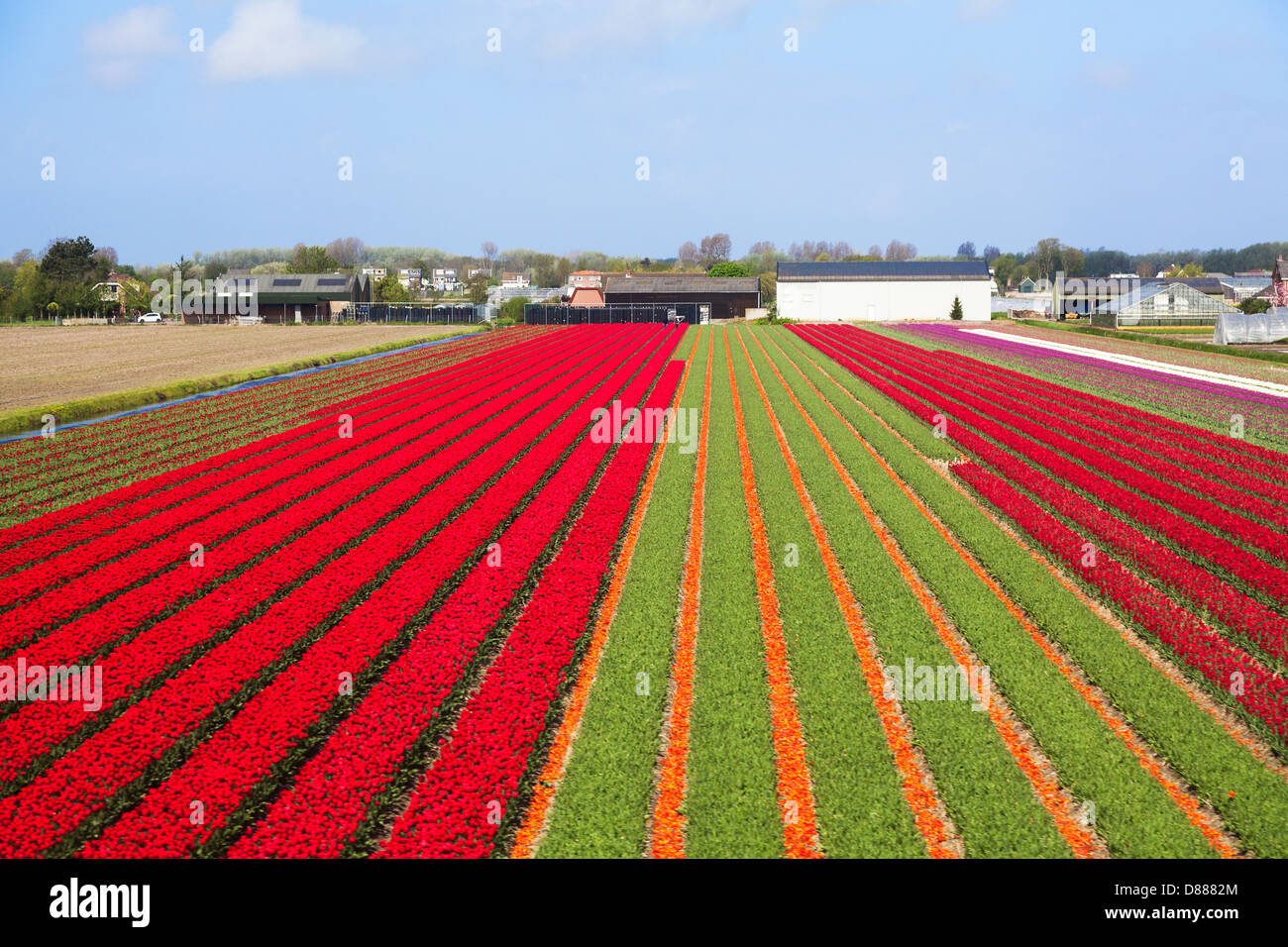 Colourful tulip bulbfields near Leiden and the Keukenhof Gardens in ...