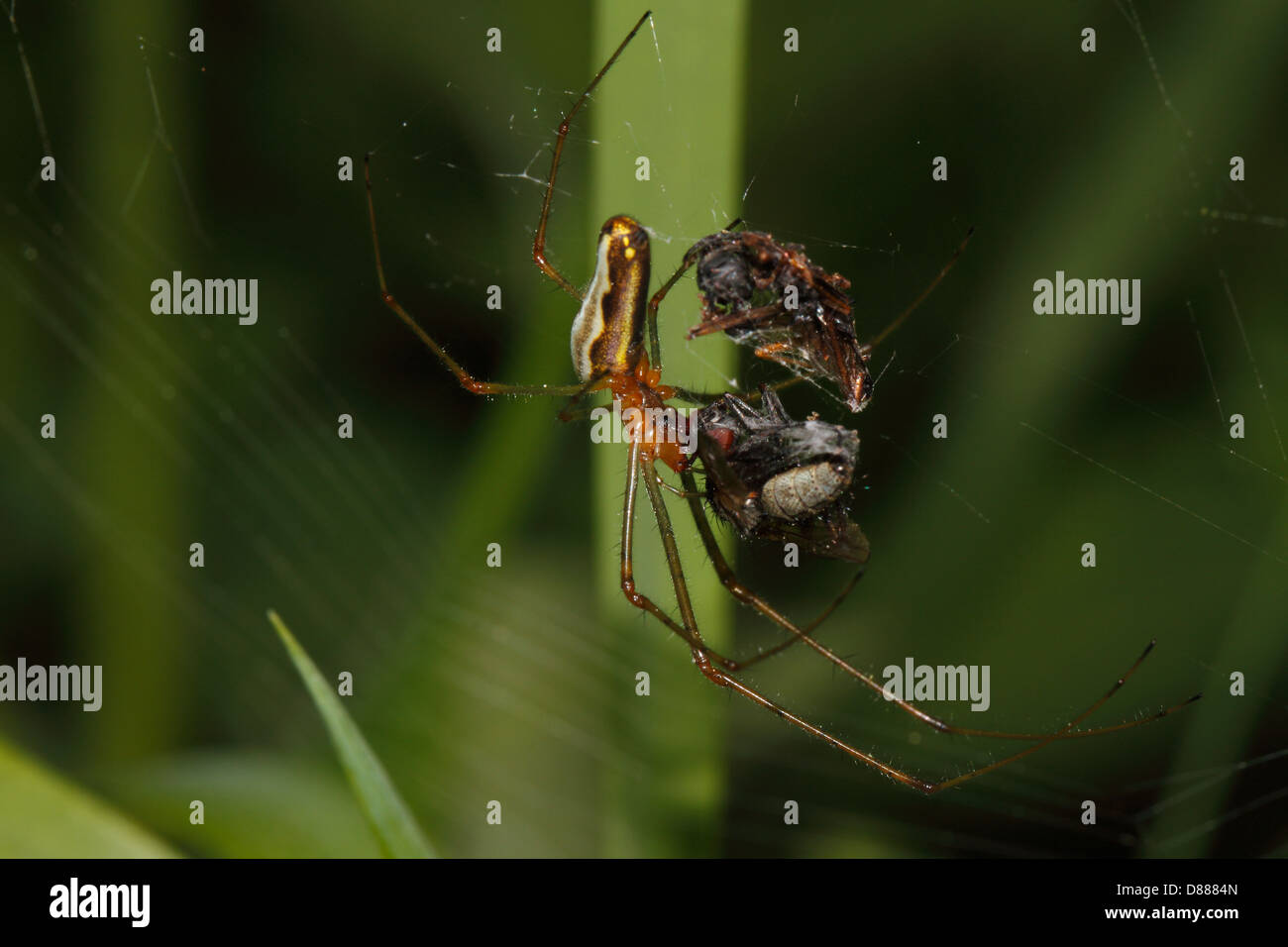 Araneidae hi-res stock photography and images - Alamy