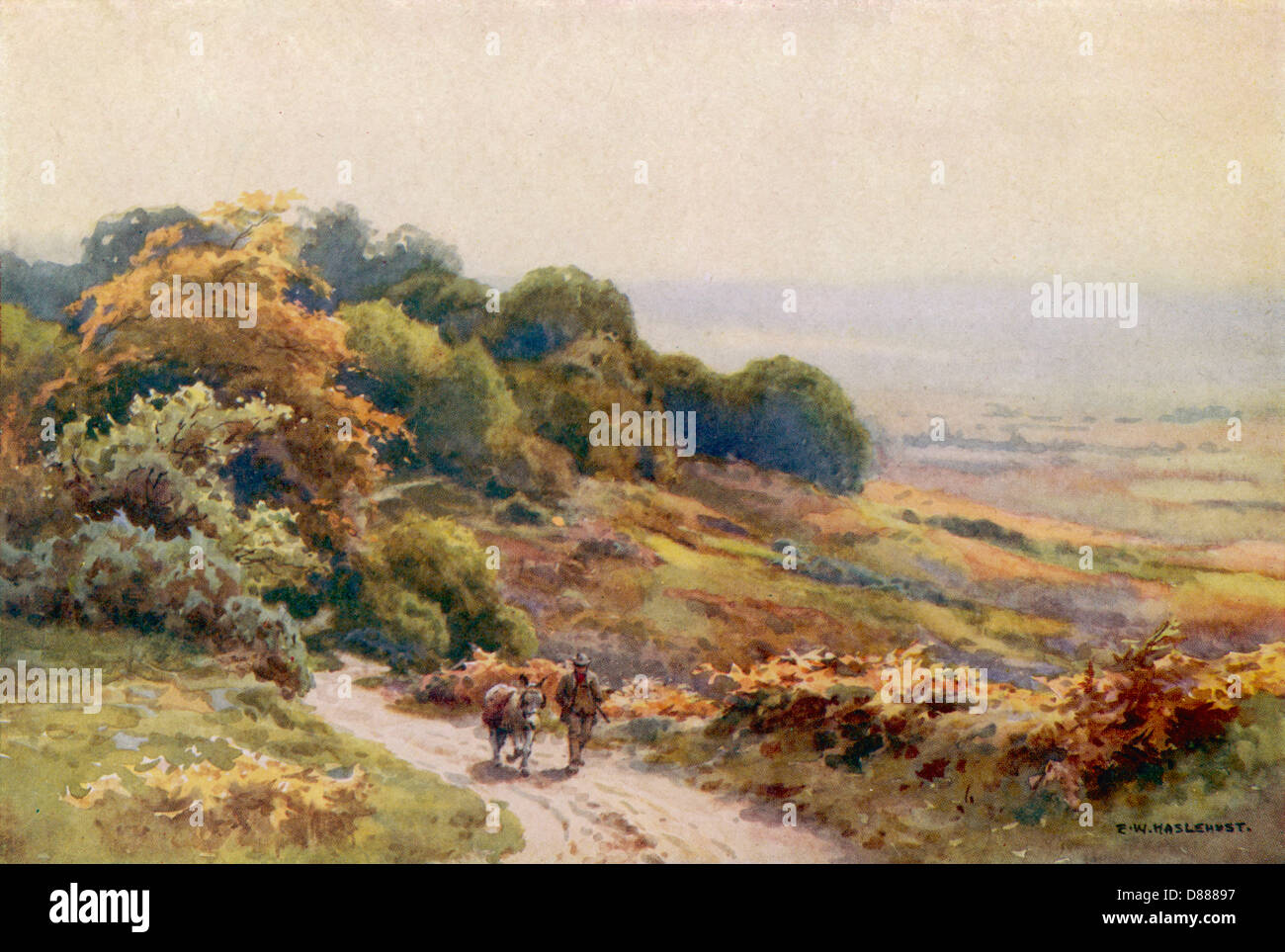 New Forest Burley Moor Stock Photo - Alamy