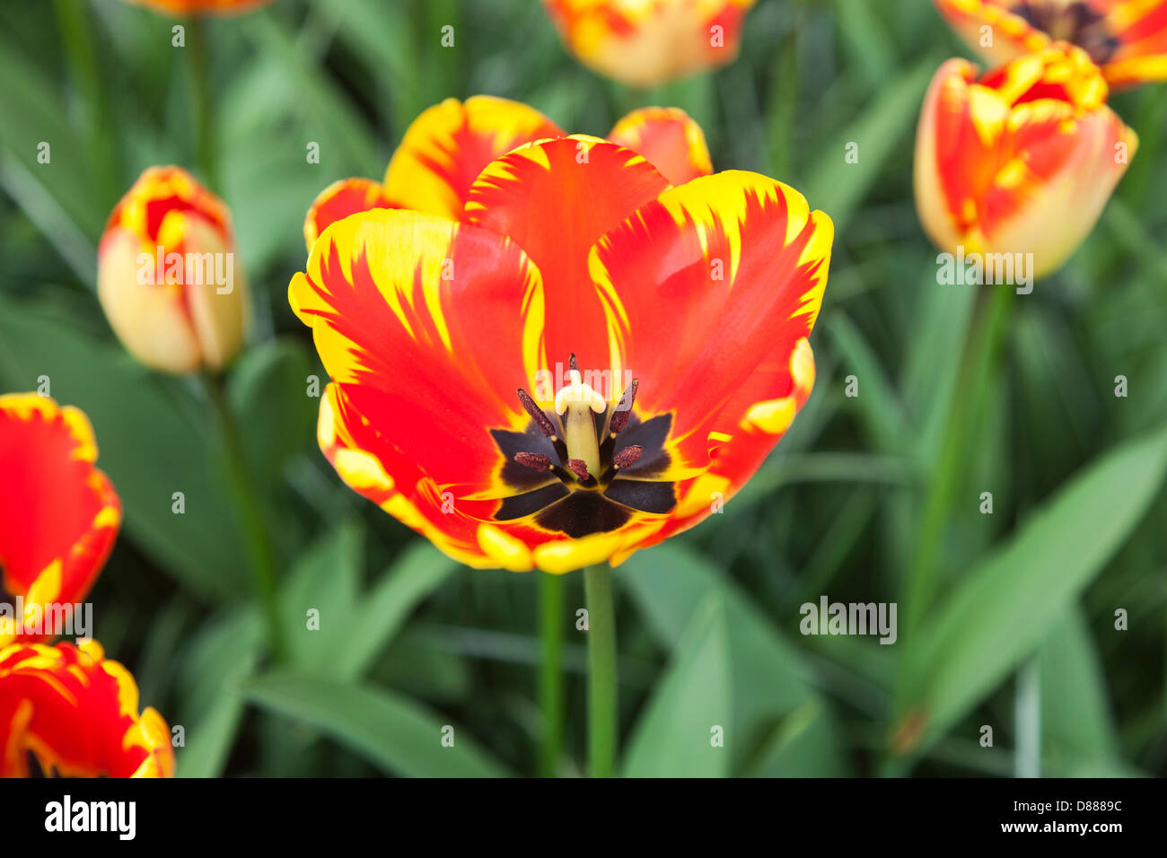 Tulipa banja luka hi-res stock photography and images - Alamy