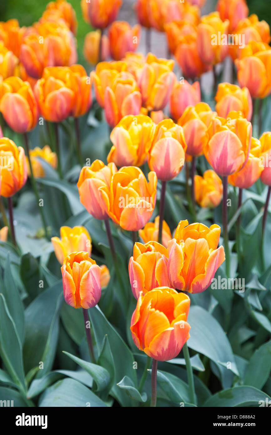 Princess irene tulip hi-res stock photography and images - Alamy