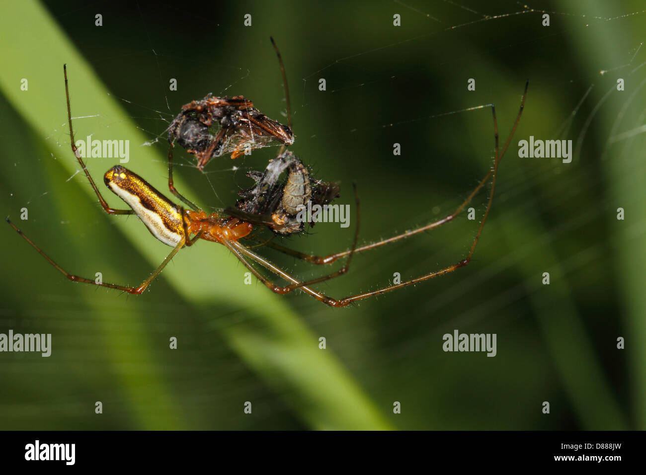 Orb-weaver spider (Araneidae Stock Photo - Alamy