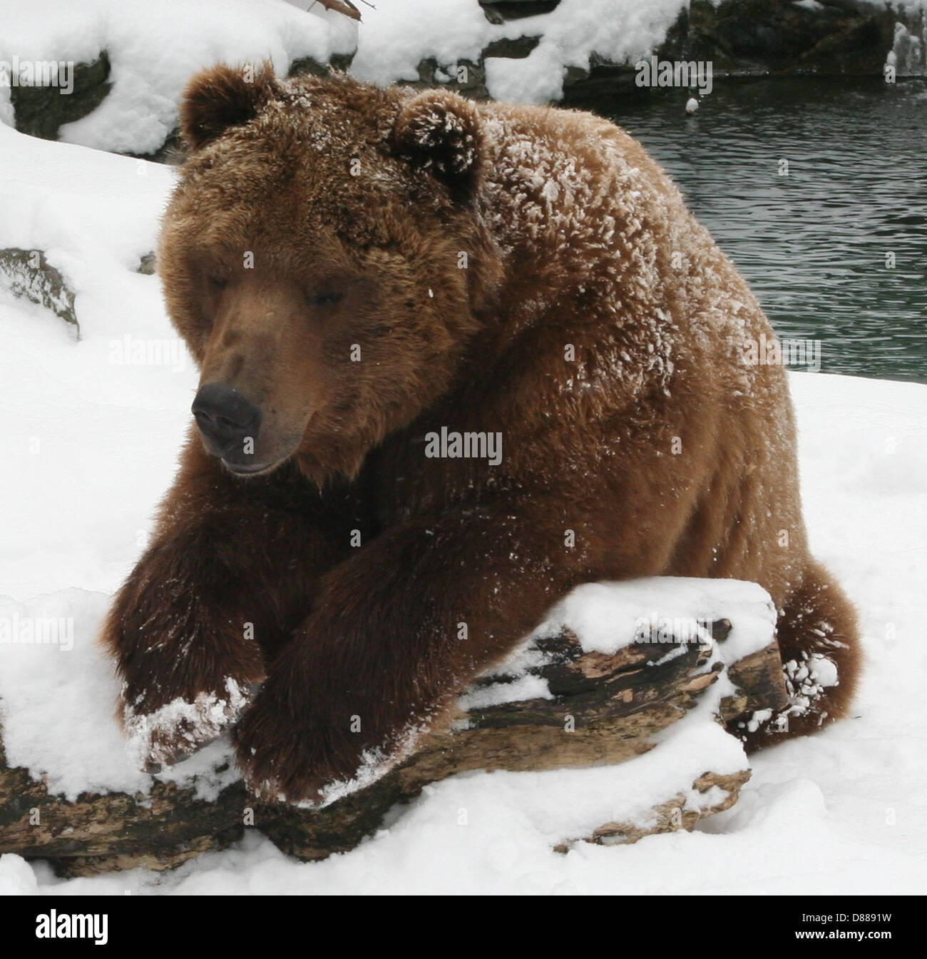 Kodiak Bear - Buffalo Zoo Stock Photo - Alamy
