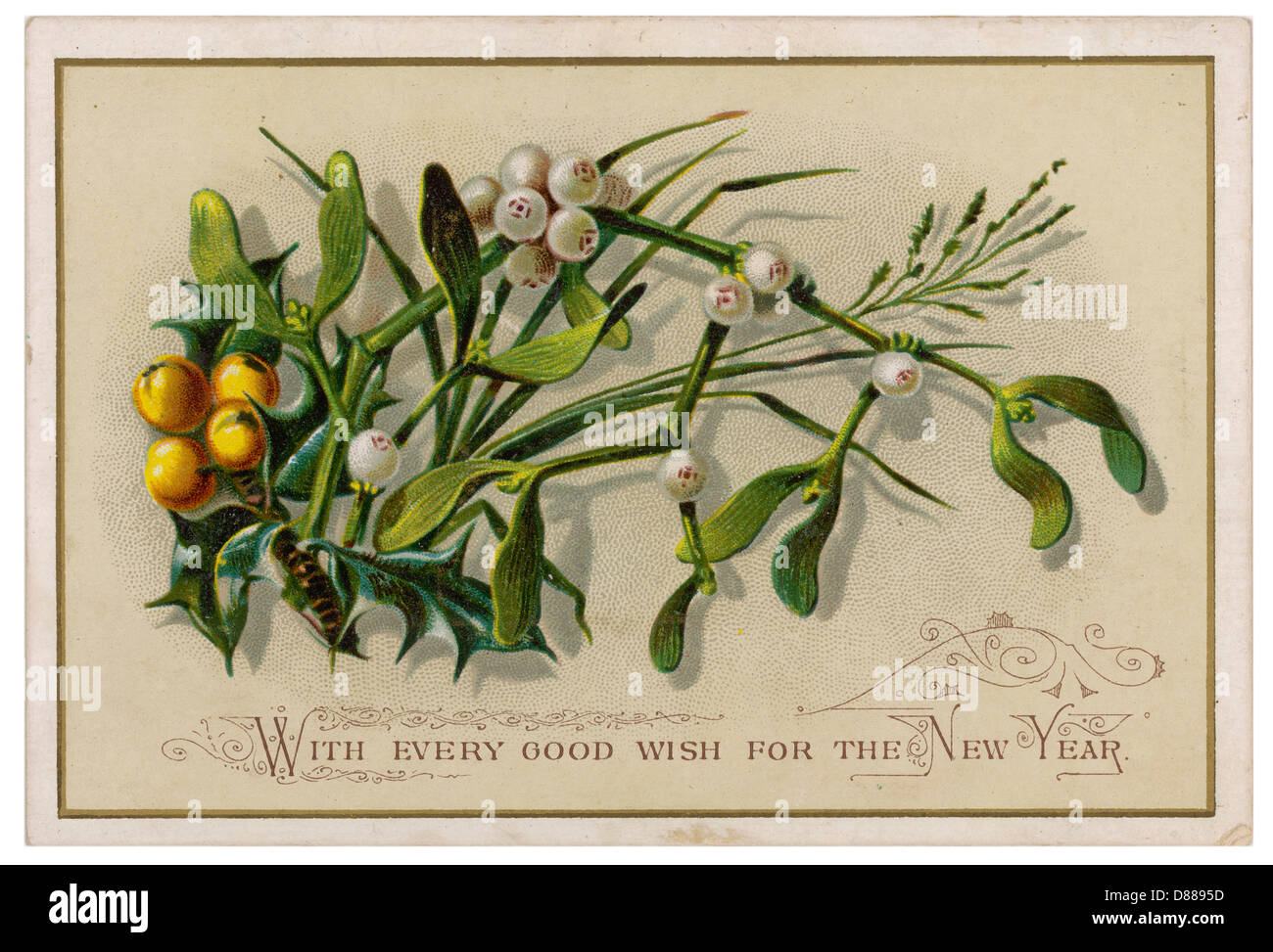 Sprig of Mistletoe Stock Photo - Alamy