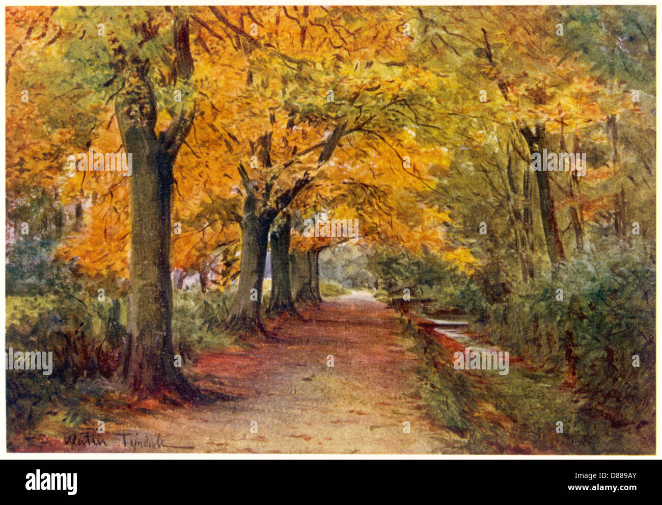 Wessex - Bockhampton Lane Stock Photo - Alamy