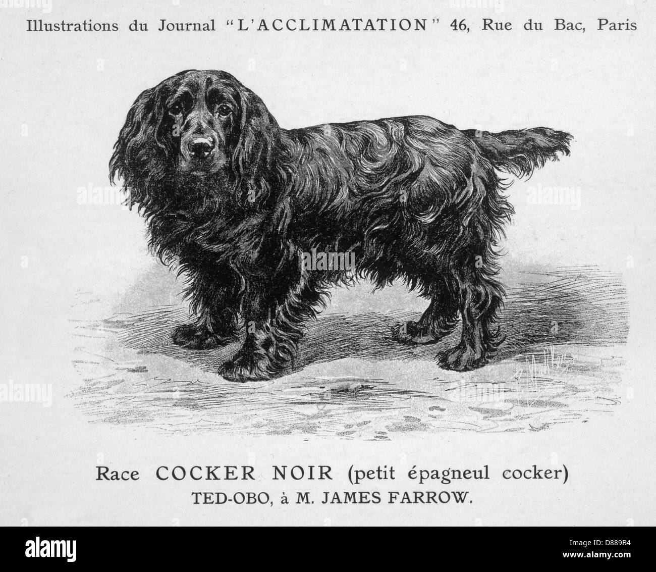 Black dog spaniel on Black and White Stock Photos & Images - Alamy