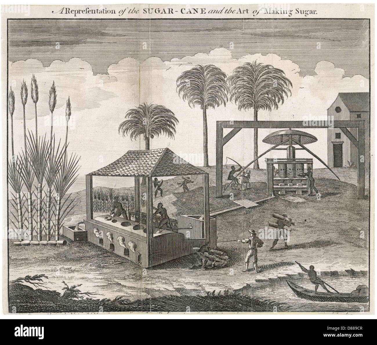 Sugar Cane - Making Sugar Stock Photo - Alamy