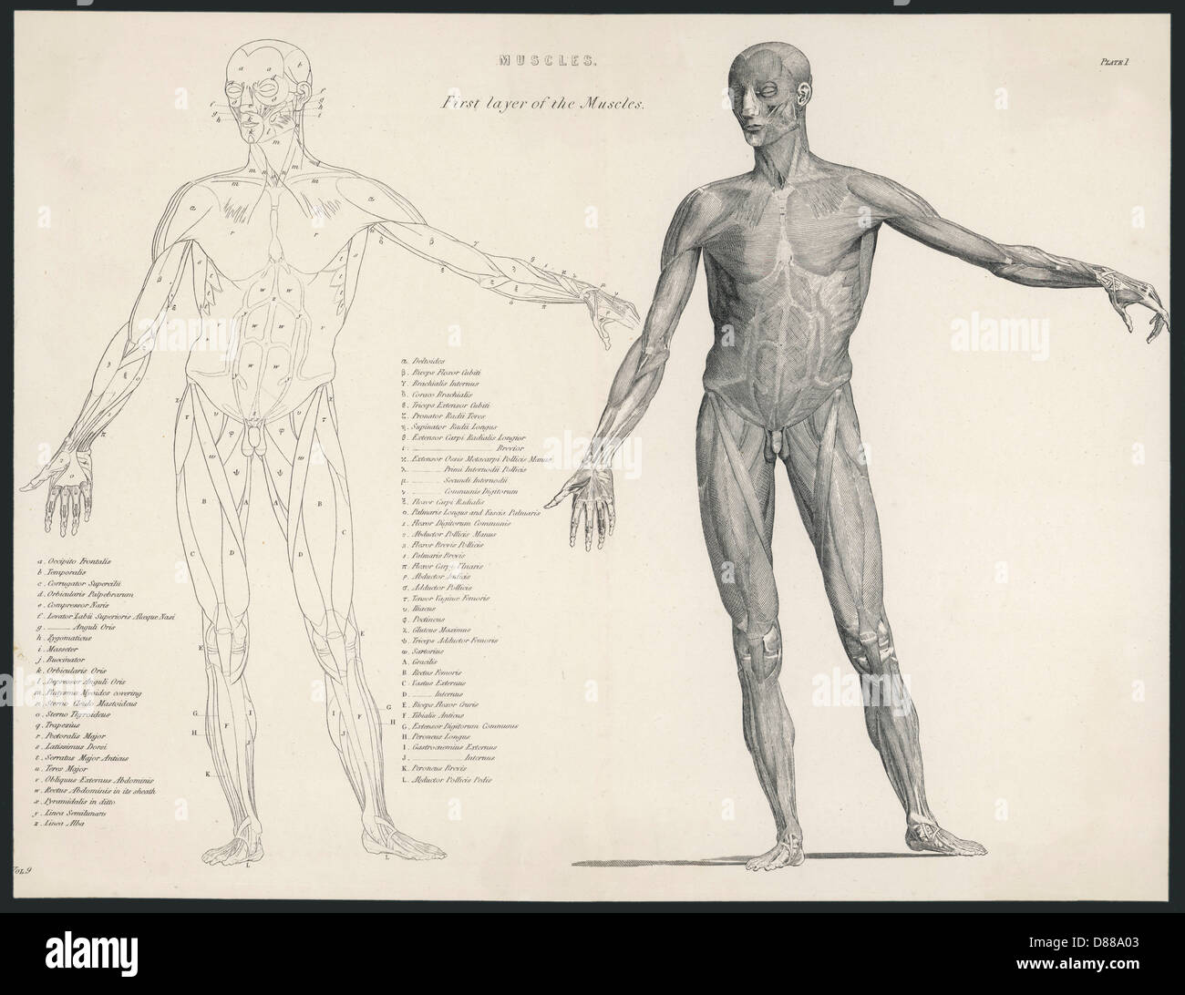 Human Body Muscles High Resolution Stock Photography and Images - Alamy