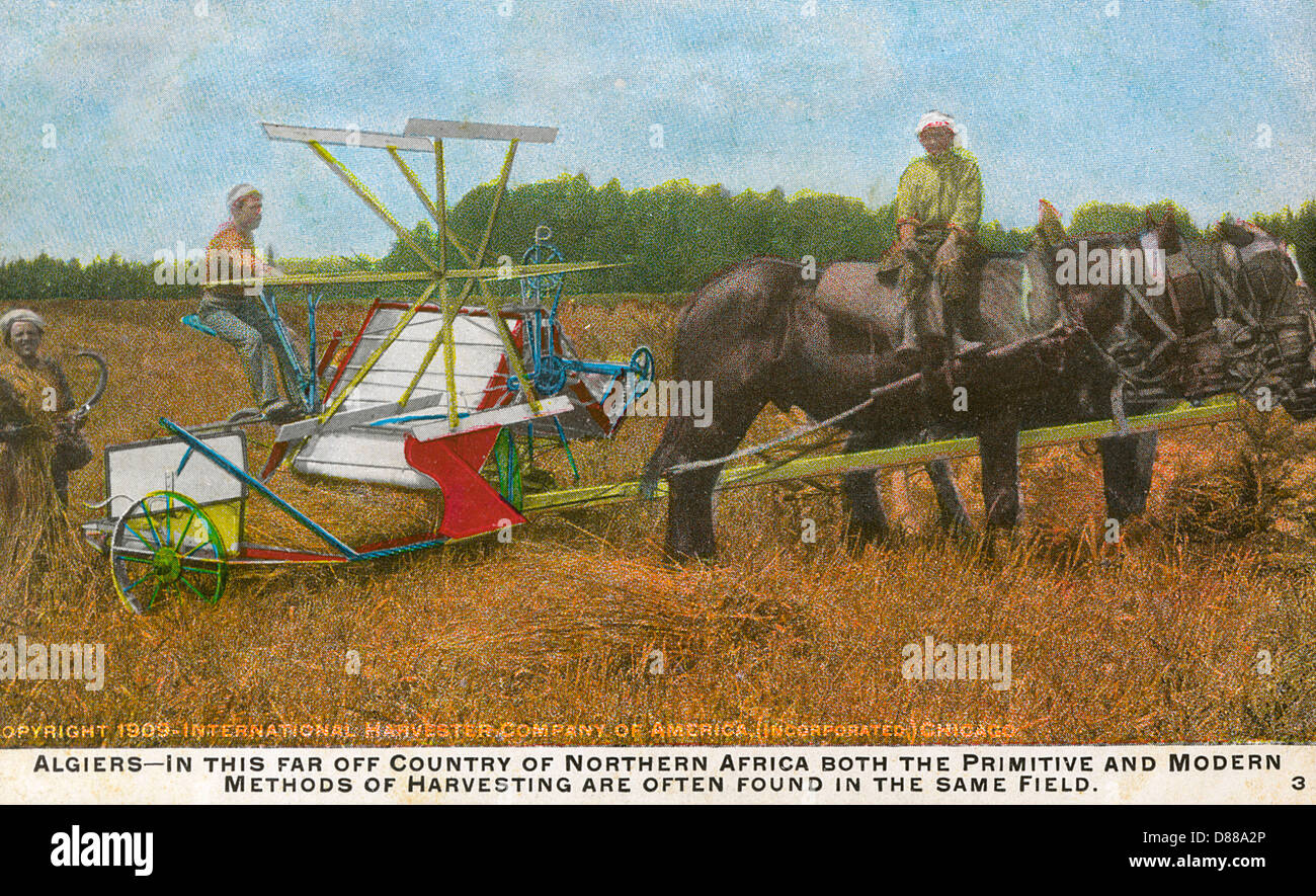 HARVESTING IN ALGERIA Stock Photo - Alamy
