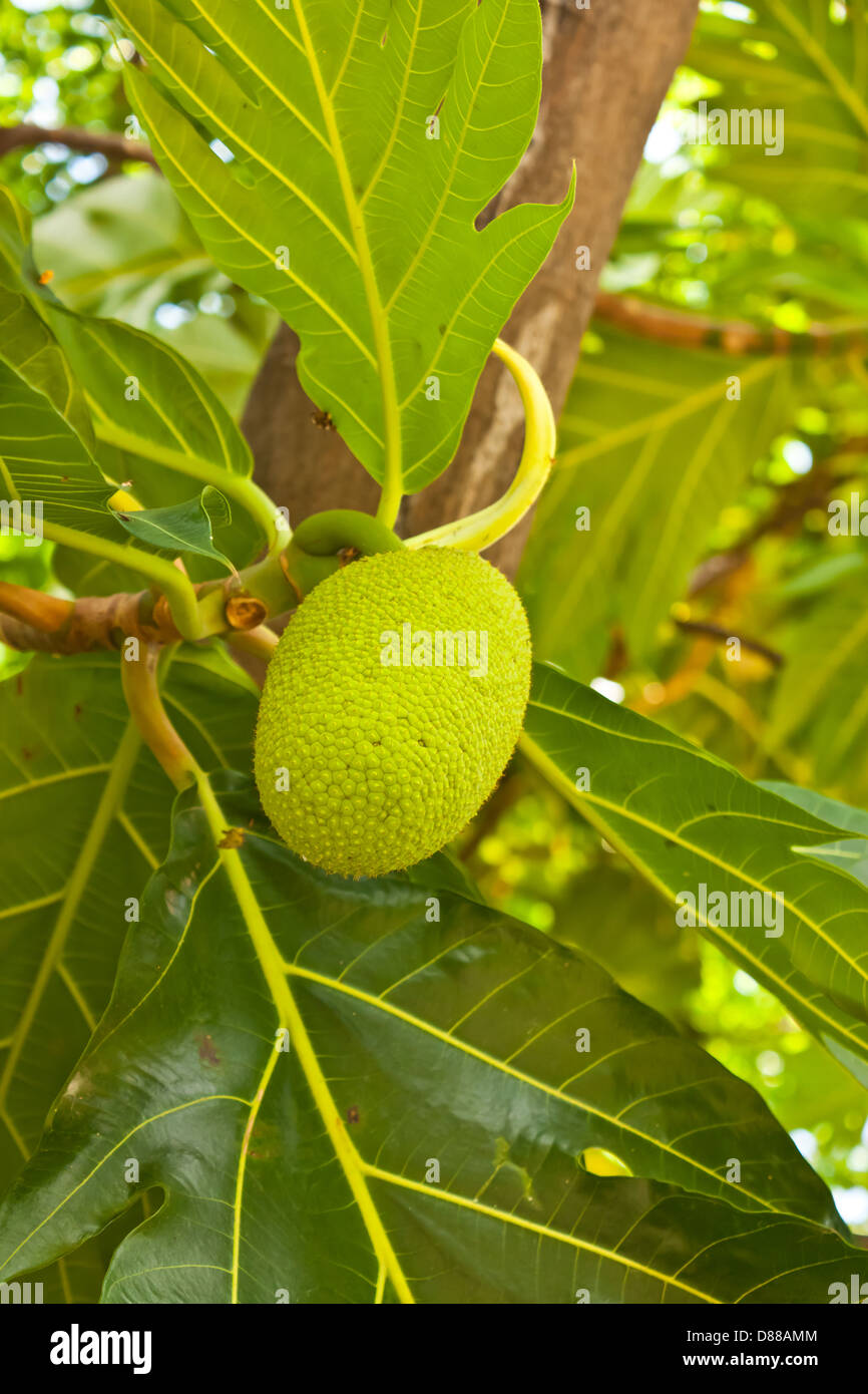Sake on tree hi-res stock photography and images - Alamy
