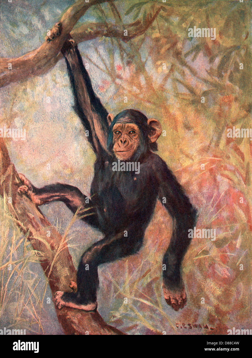 Anthropopithecus hi-res stock photography and images - Alamy