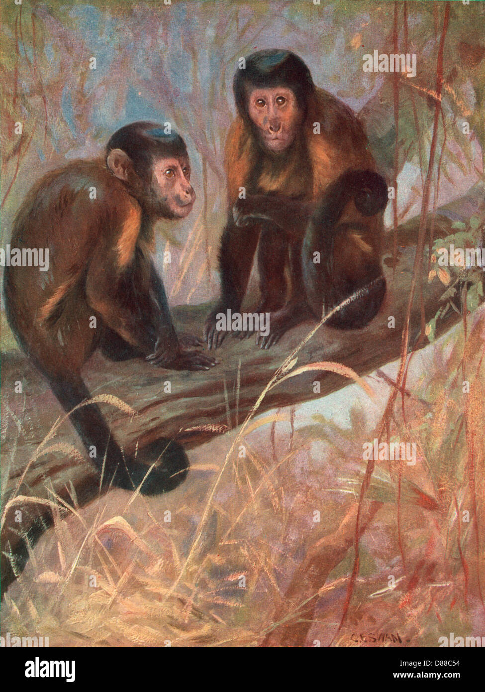 Monkeys on a branch hi-res stock photography and images - Alamy