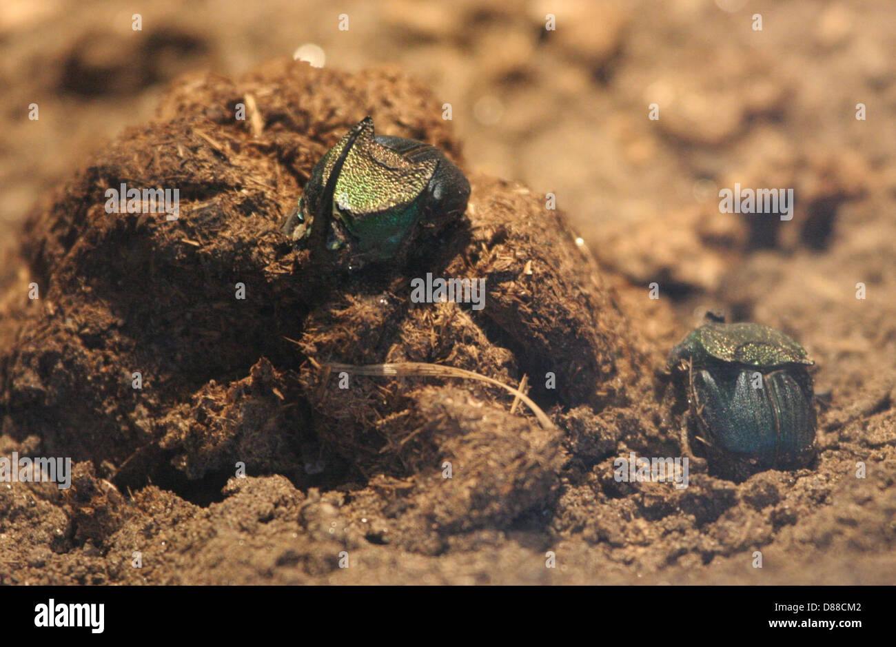 Phanaeus difformis - Syracuse Zoo Stock Photo - Alamy
