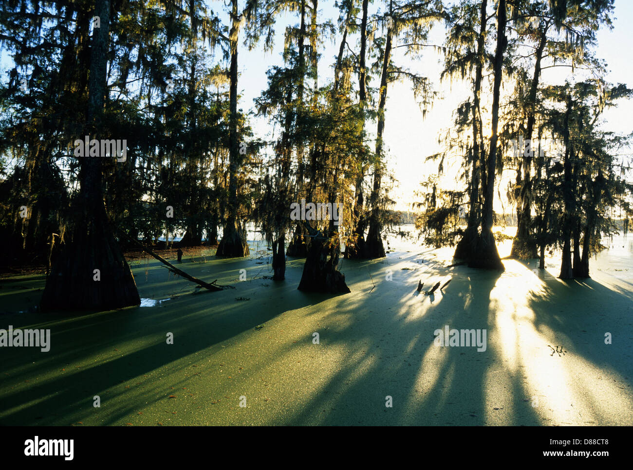 Elk283-3838 Louisiana, Cajun Country, Lafayette, Lake Martin, sunset ...