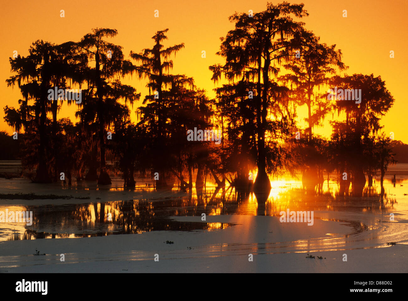 Elk283-3865 Louisiana, Cajun Country, Lafayette, Lake Martin, sunset ...