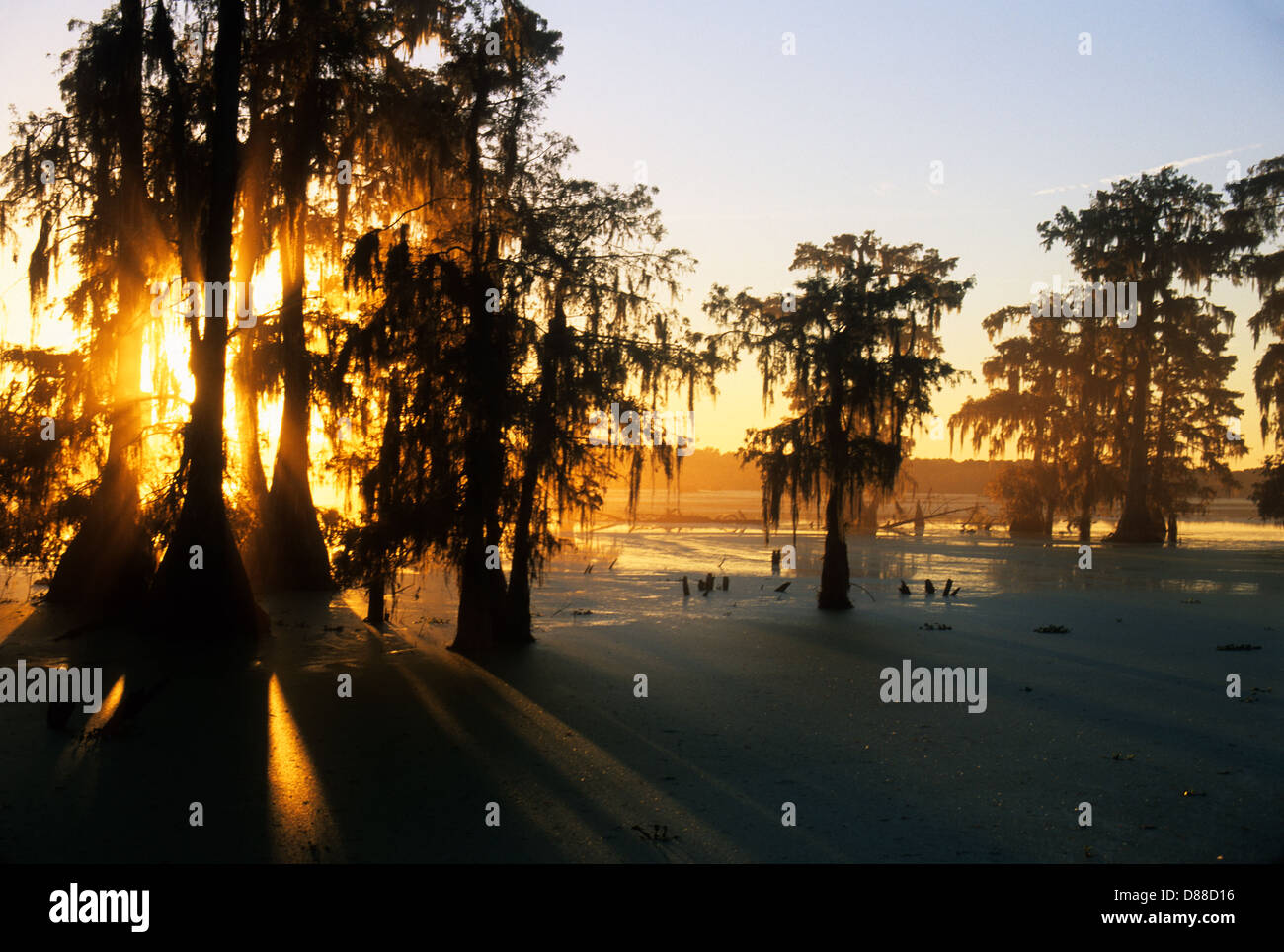 Elk283-3868 Louisiana, Cajun Country, Lafayette, Lake Martin, sunset ...