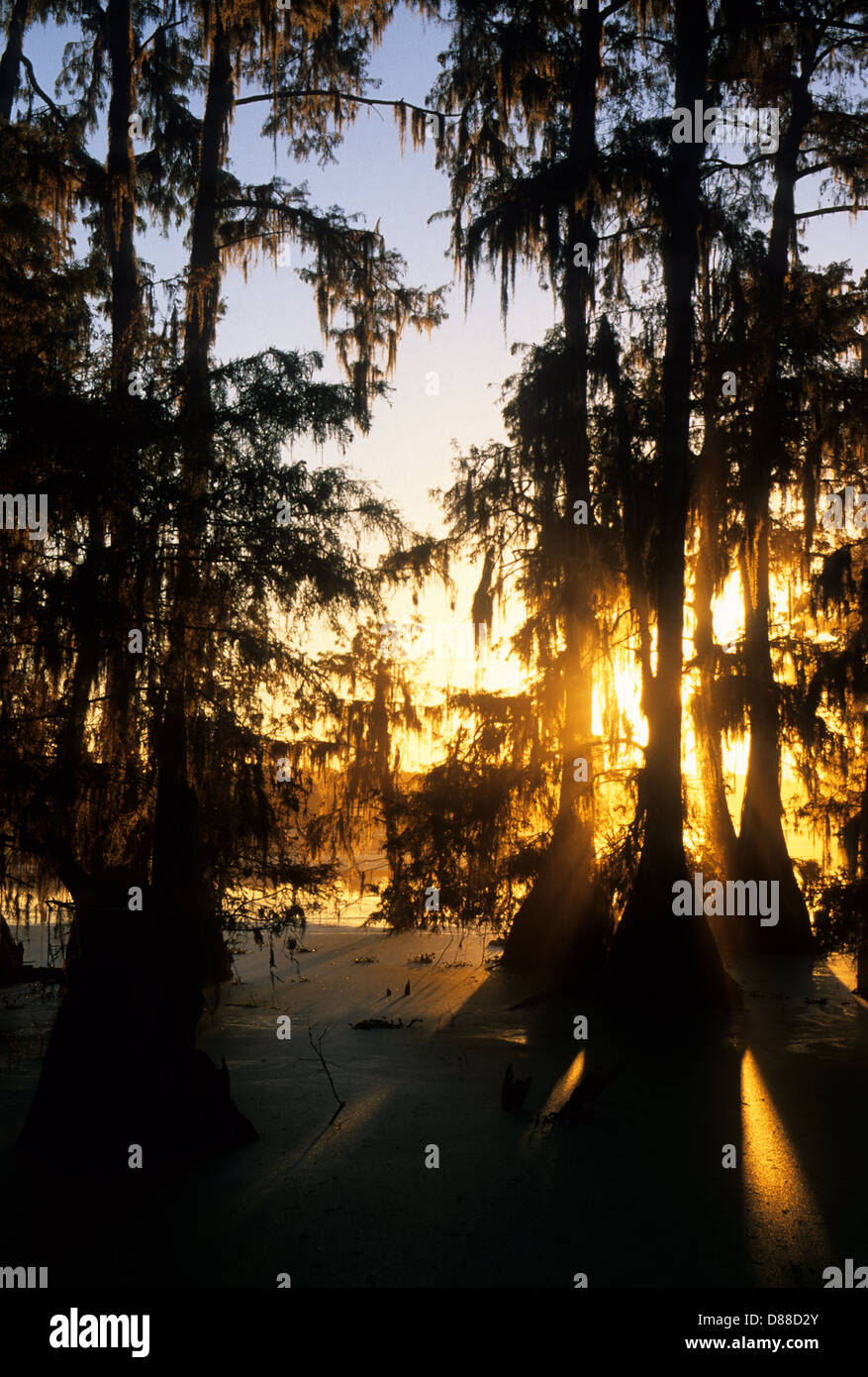 Elk283-3878v Louisiana, Cajun Country, Lafayette, Lake Martin, sunset ...