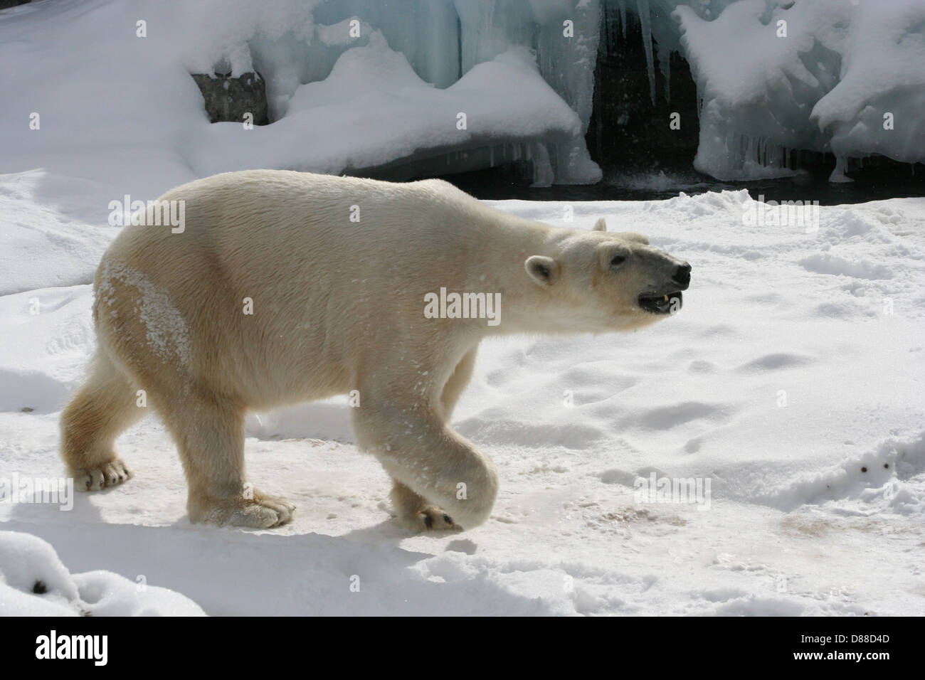 Polar Bear - Buffalo Zoo Stock Photo - Alamy