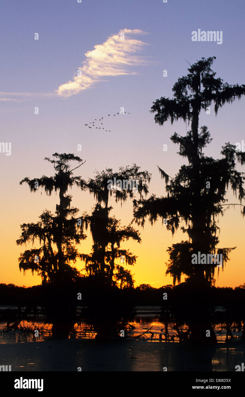Louisiana bayou sunset hi-res stock photography and images - Alamy