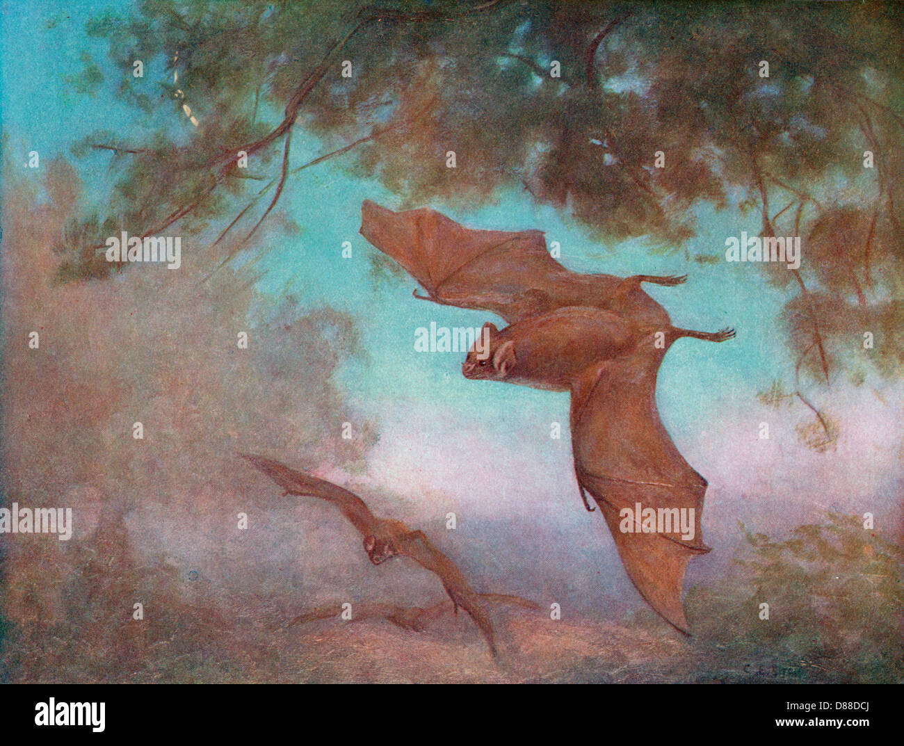 Bats swan hi-res stock photography and images - Alamy