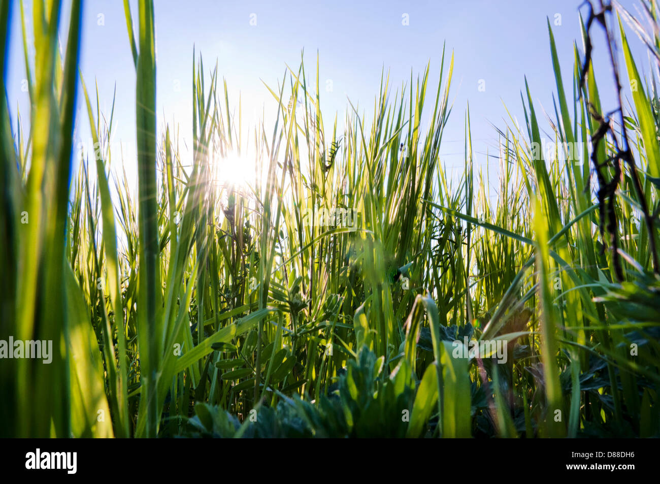 Green grass and strong sun Stock Photo - Alamy