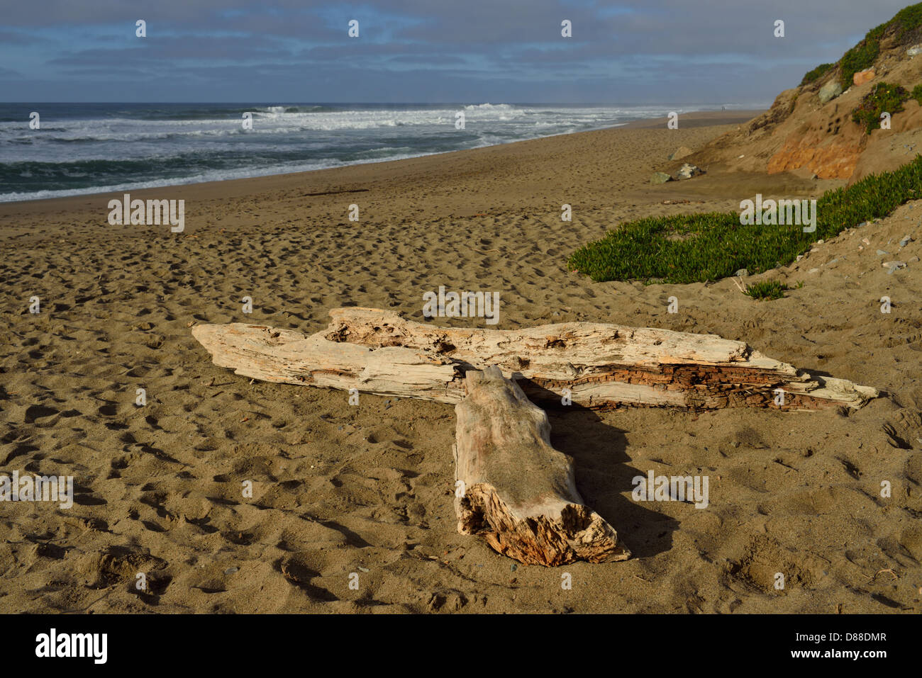 Redwood point hi-res stock photography and images - Alamy