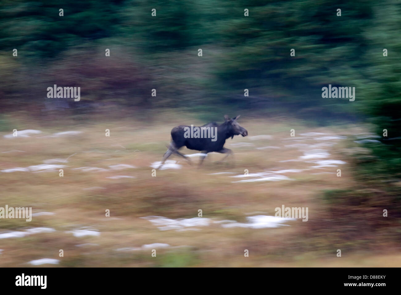 Moose run hi-res stock photography and images - Alamy