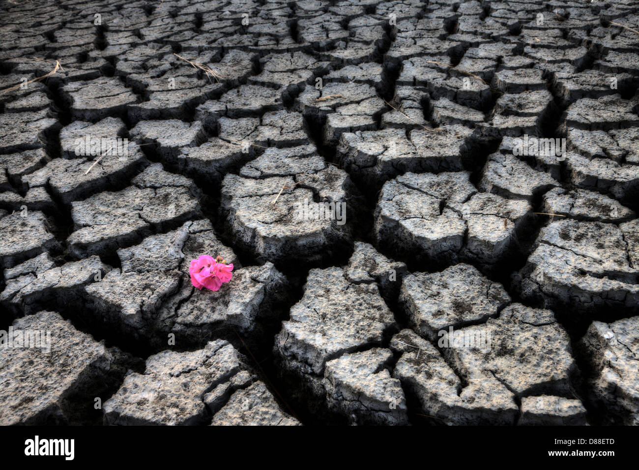 Dried up River Bed and flower Stock Photo - Alamy