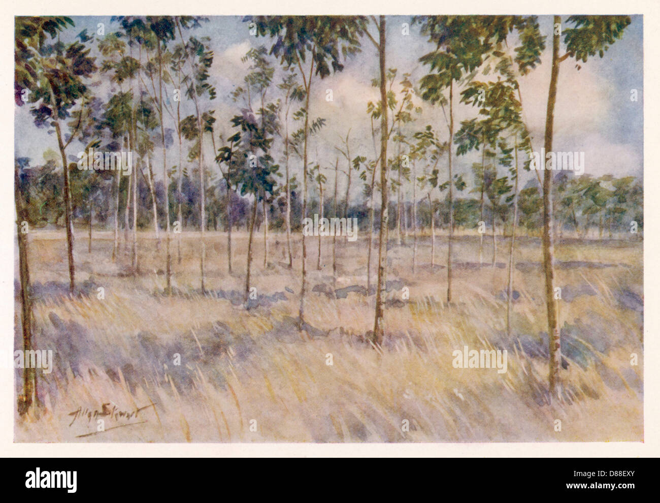 British plantation hi-res stock photography and images - Alamy