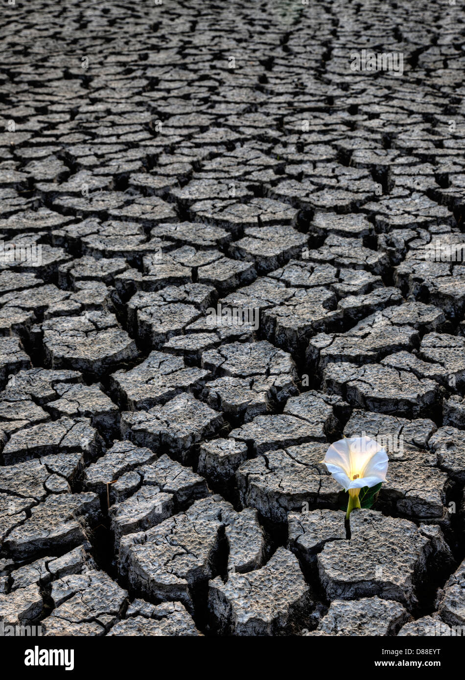 Dried up River Bed and flower Stock Photo - Alamy