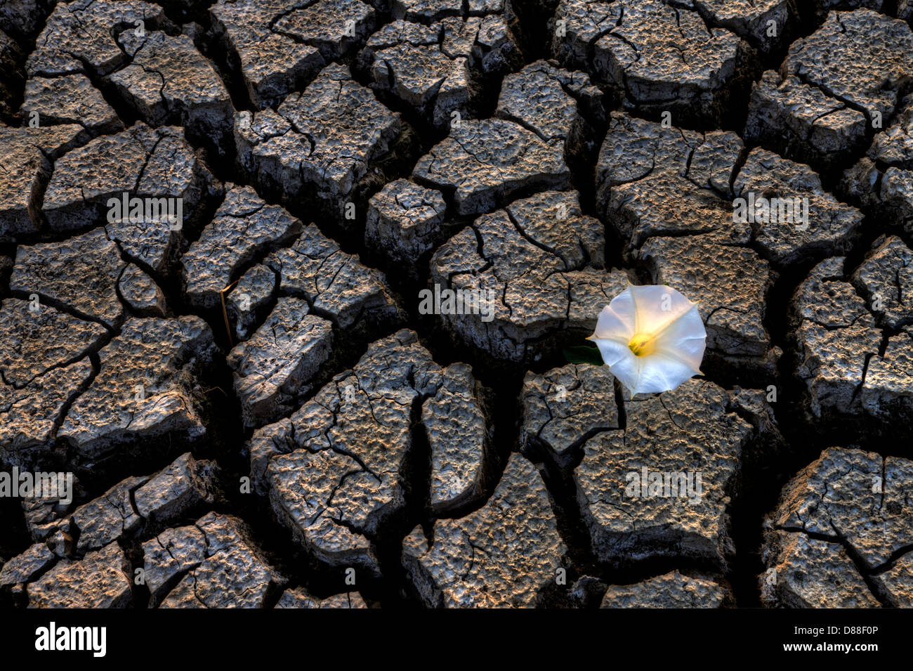 Dried up River Bed and flower Stock Photo - Alamy