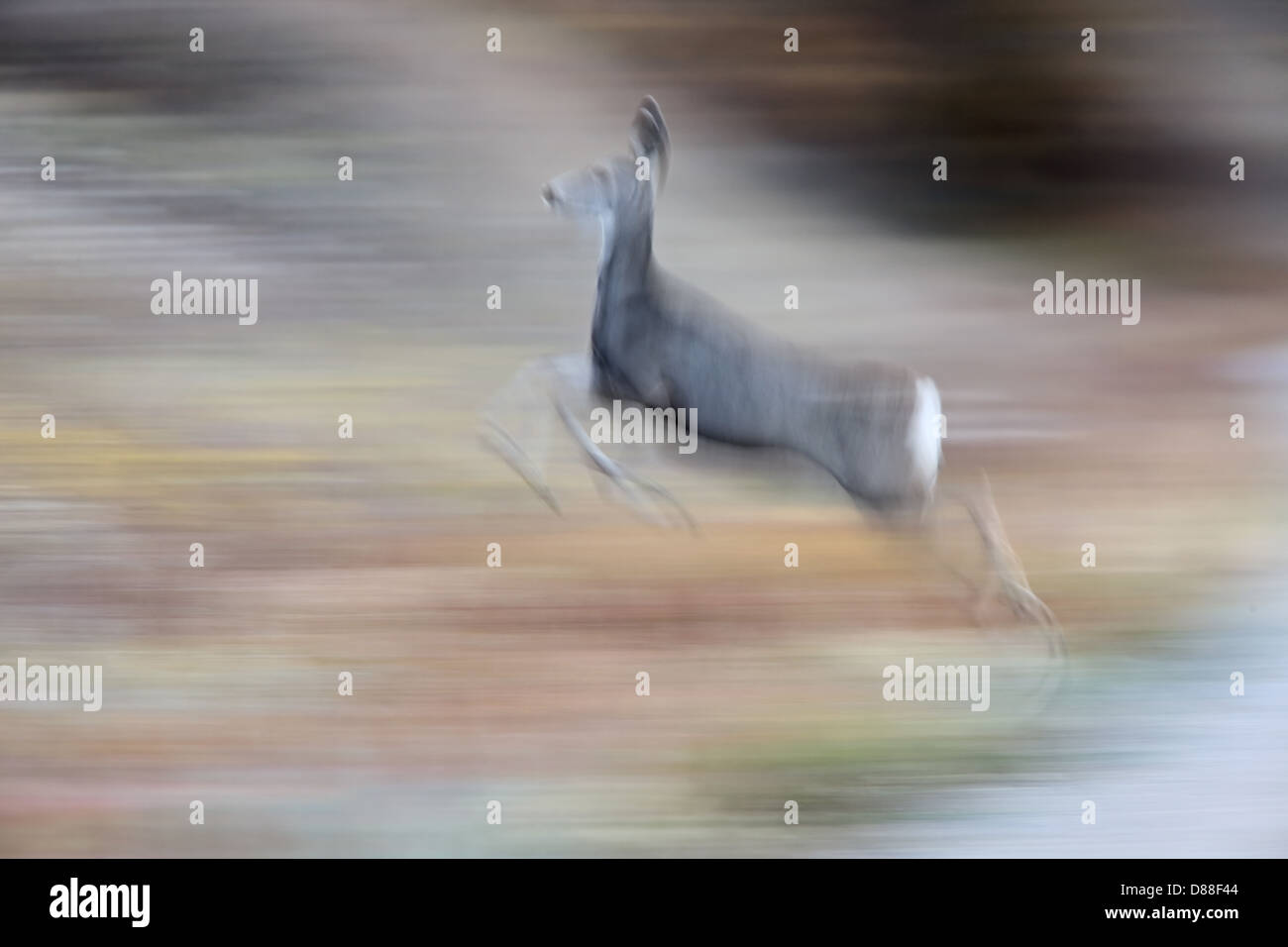 Deer on the run panned and blurred image Stock Photo - Alamy
