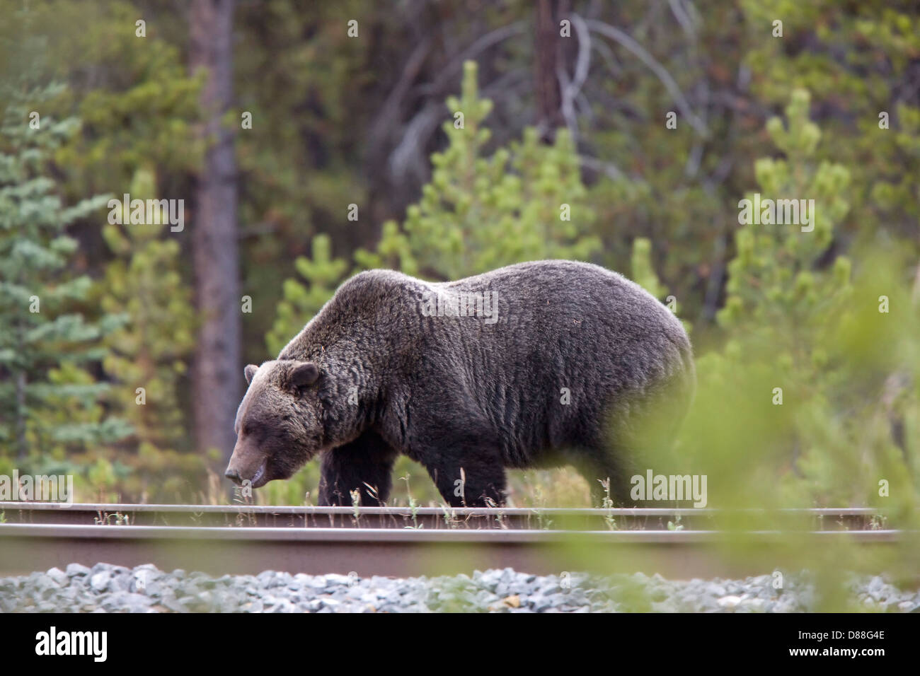 Wild Grizzly Bear near Lake Louise Alberta Canada Stock Photo - Alamy