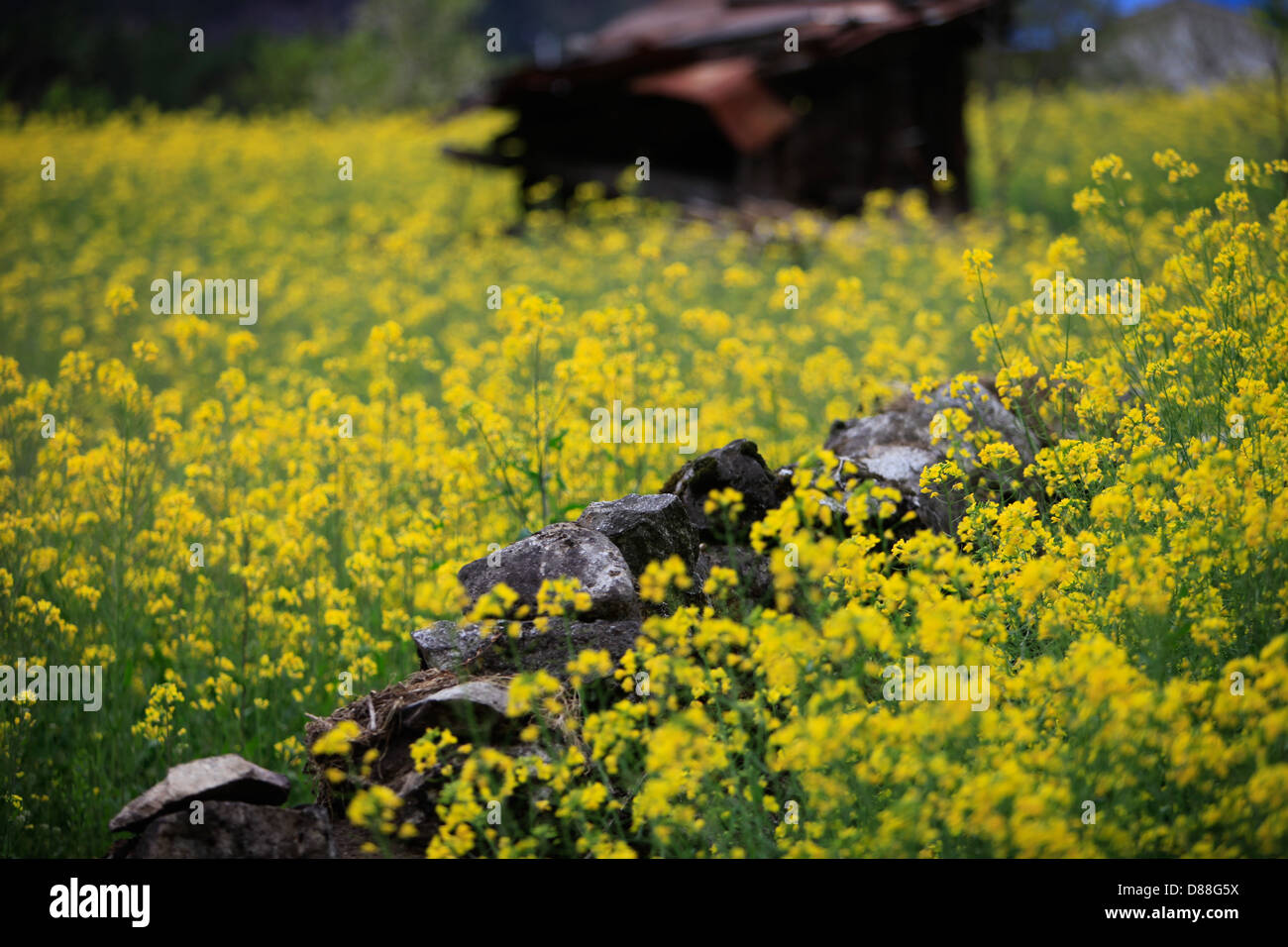 The scenery of rape flowers in the Yigong Tea Plantation in Nyingchi ...