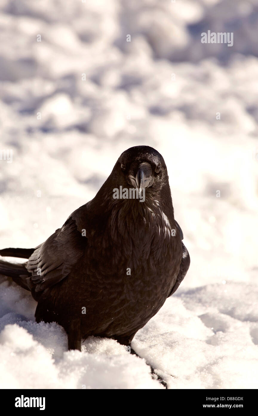 Crow in snow hi-res stock photography and images - Alamy