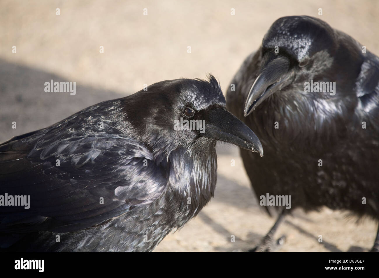 Raven Crow in snow winter Alberta Canada Stock Photo - Alamy