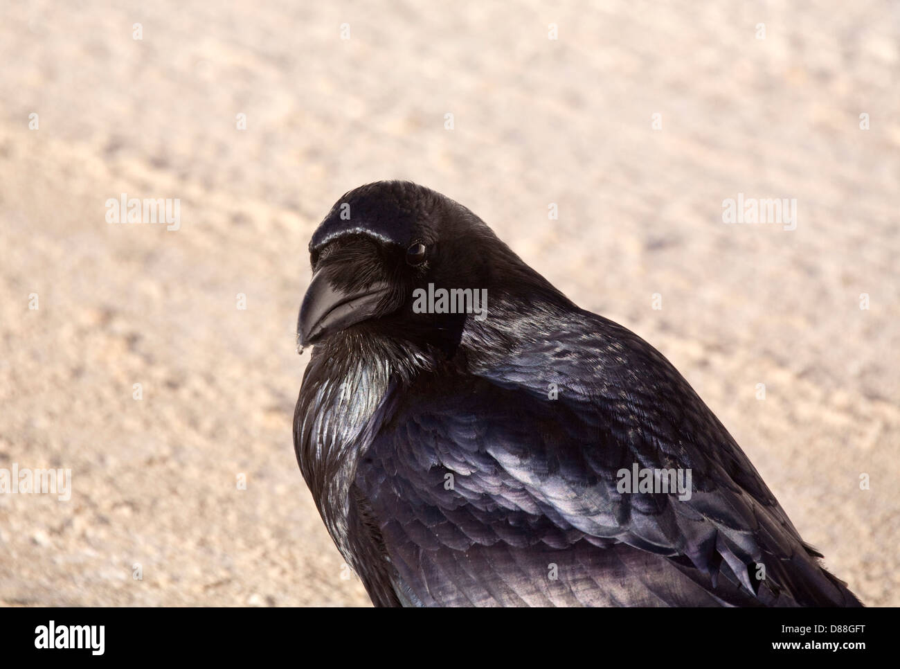 Raven Crow in snow winter Alberta Canada Stock Photo - Alamy
